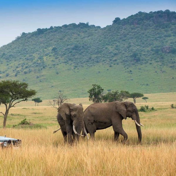 3 DAYS MASAI MARA PRIVATE JEEP SAFARI - Mountain Hiking Ventures ...
